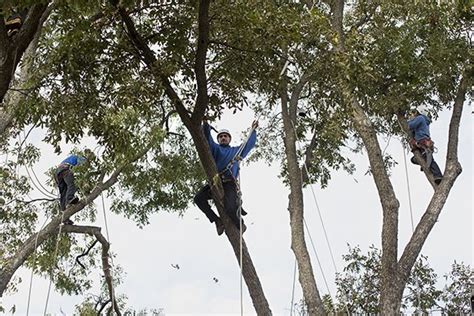 Tree Trimming Service Dallas Area Tree Trimming Plano TX