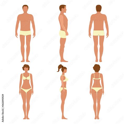 Male And Female Anatomy Human Character People Dummy Front And View