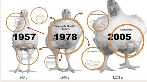 Genetically Modified Chicken Comparison