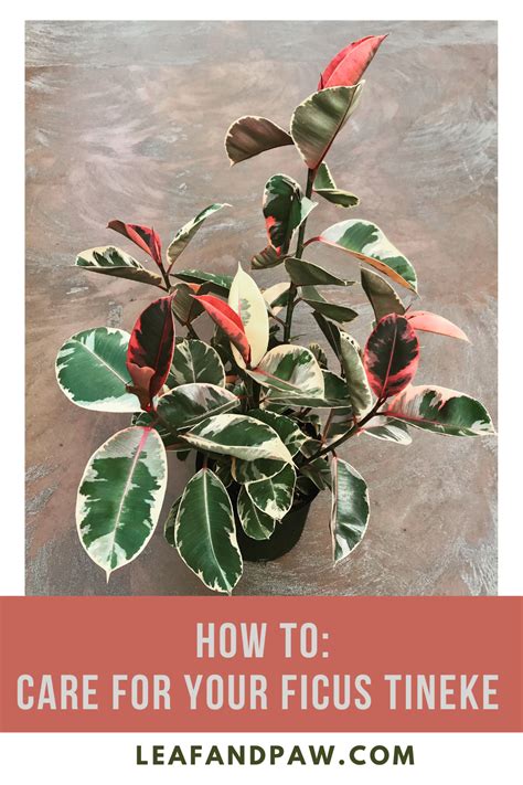 How To Care For Your Ficus Tineke Ficus Tree Indoor Ficus Variegated Plants