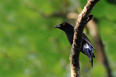 Proteus Proteus Biology Club Of Iiser Thiruvananthapuram