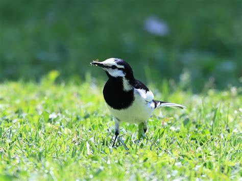 オオルリに会えました お気楽鳥見日記