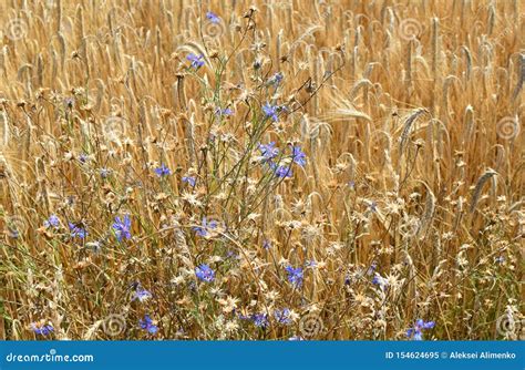 Golden Wheat Field With Flowers Ripe Ears Of Blue And Red Flowers Stock Image Image Of Surface