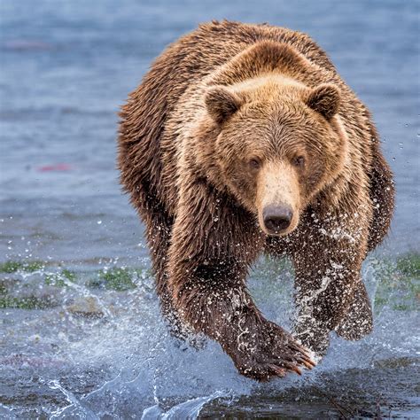 Buy Wildlife Photography Of An Alaskan Brown Bear Running Towards You