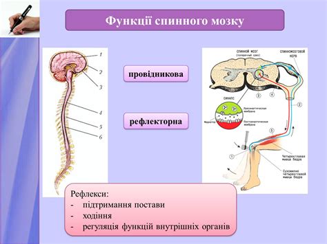 Презентація на тему Нервова регуляція функцій організму — презентації з біології Gdz4you