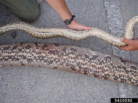 Pythons Genus Python Daudin 1803