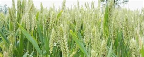 什么时候种菜花合适如何防治病虫害 运富春