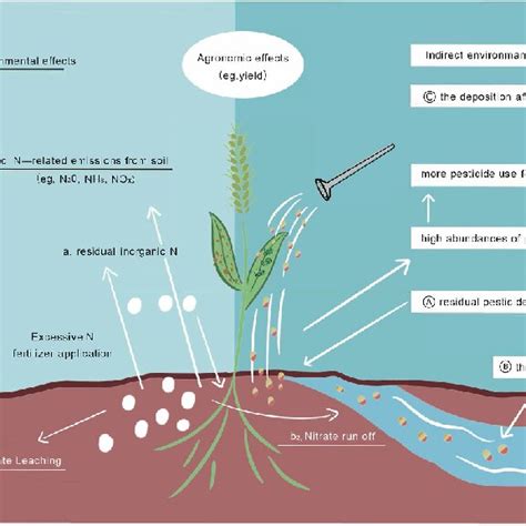 Schematic Diagram Of The Multiple Effects Of Crop N Fertilizer