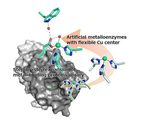 Artificial Metalloenzyme Creat Image Eurekalert Science News Releases