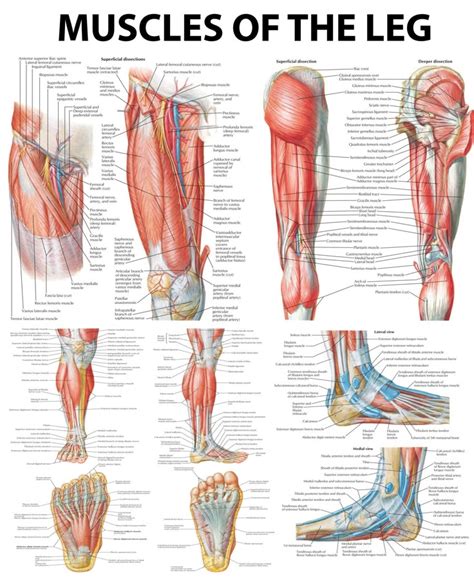 Muscles Of Lower Limb Anatomy Limbs Applied Anatomy 2015