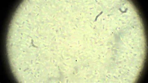 Microbial Movement Youtube