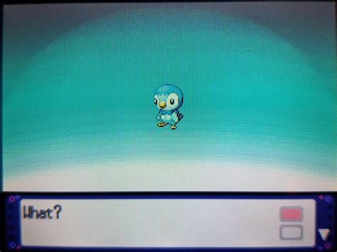 [gen 4] Full Odds Shiny Piplup After Only 641 Eggs Dream Team Quest