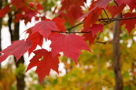 Red Maple Tree Tiklocenters