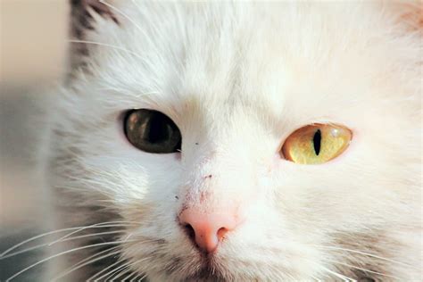 Cat Pupils What Does It Mean If My Cat Has Large Dilated Pupils