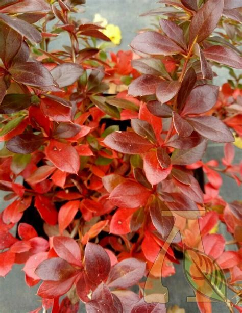 Барбарис средний Рэд Джевел (Berberis media Red Jewel)