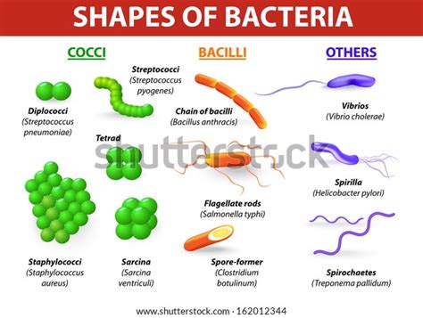 64 Types Food Poisoning Bacteria Images Stock Photos Vectors Shutterstock