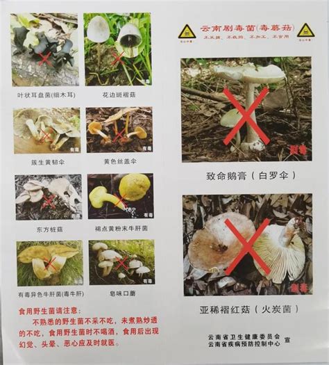 當心野生菌中毒這些事項要牢記 每日頭條