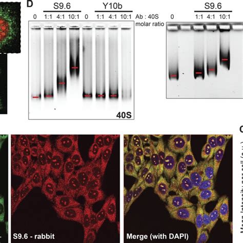 Cytological Evaluation And Biochemical Assay Of Ribosomal Rna Binding Download Scientific
