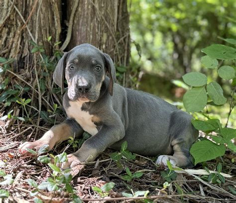 Akc Blue Tanpoint Male Great Dane Great Dane Puppies For Sale In