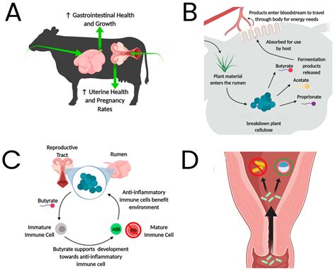 The Rumen And Gastrointestinal Microbial Environment And Its Association With Feed Efficiency