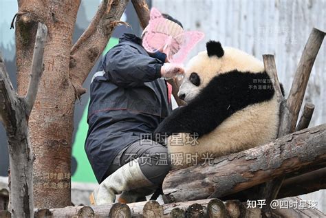 福禄和福茹，是成都基地最幸福的2022级母兽带崽 知乎