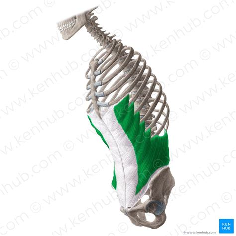 External Abdominal Oblique Muscle Muscle Anatomy Human Muscle