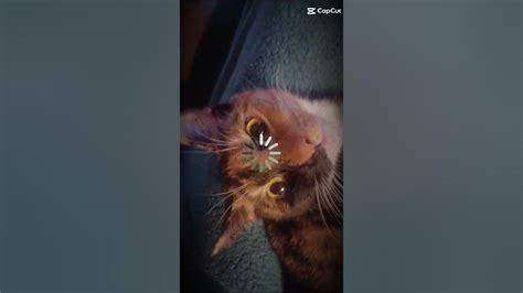 I Love Jer Catlover Cat Cute Youtube