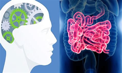 最新动态 中国益生菌 益生菌 乳酸菌与双歧杆菌菌种资源库