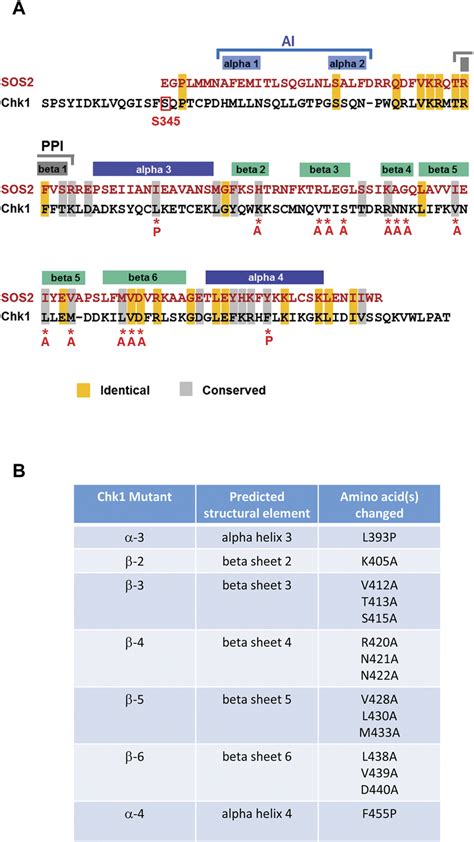 Comparison Of The C Terminal Regulatory Domains Of Chk1 And Sos2 A