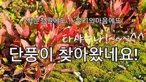 단풍이찾아왔네요 누나분들 벌써 가을 단풍이 물들기 시작하네요 아름다운정원 가을정원 타샤 전북 부안가볼만한곳 부안타샤아저씨의 꽃 정원 빈티지 린넨옷가게 이야기