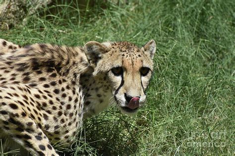 Terrific Cheetah Cat Licking His Nose With His Tongue Photograph By Dejavu Designs Fine Art