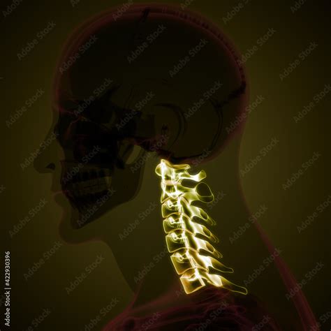 Spinal Cord Vertebral Column Cervical Vertebrae Of Human Skeleton