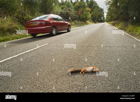 Red Squirrel Sciurus Vulgaris Killed On Road Black Isle Scotland