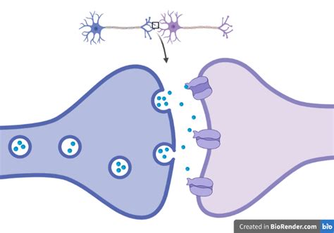 The Gap Between Two Neurons Is Called A A Dendrite B Synapse C