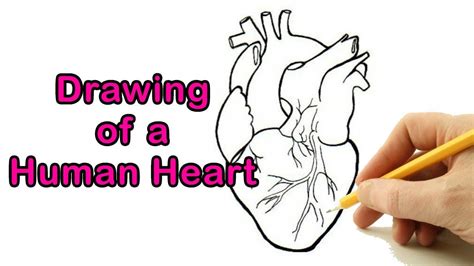 Medical Heart Drawing