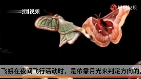 原来如此飞蛾扑火自取灭亡原来是灯光迷惑了它们 凤凰网视频 凤凰网