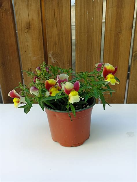 לוע ארי שילובים