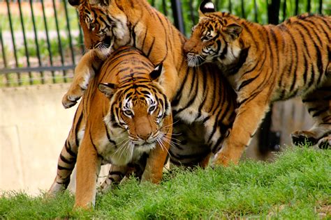 Malayan Tiger Cubs