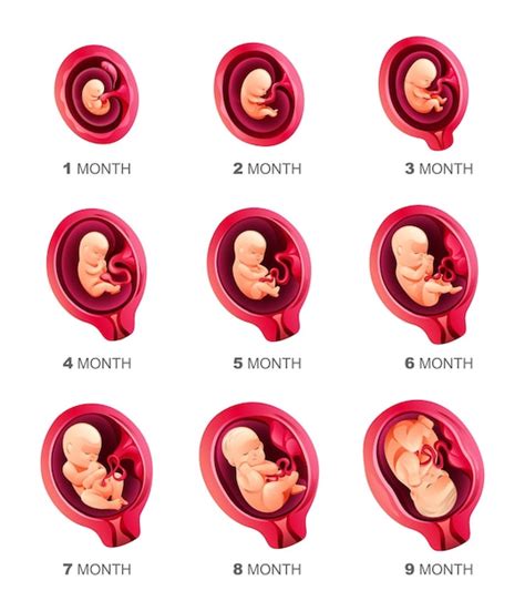Premium Vector Human Embryo Development Stages Pregnancy And Fetal