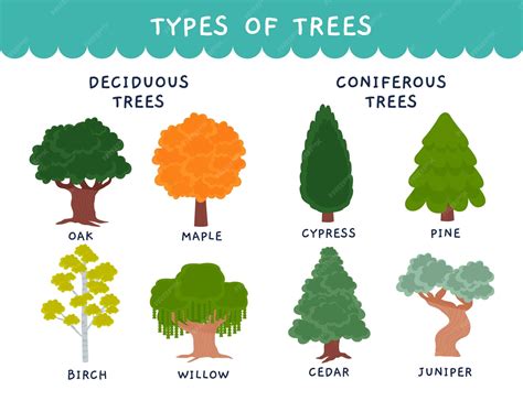Types Of Trees