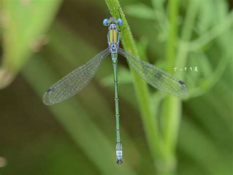 エゾアオイトトンボ Lestes dryas ざっそう屋