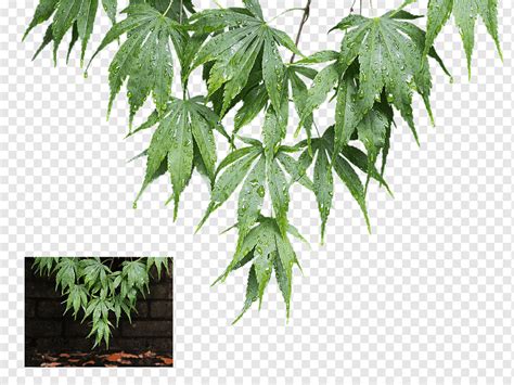 Maple Leaves Foliage Branches Greenery Tree Png PNGWing