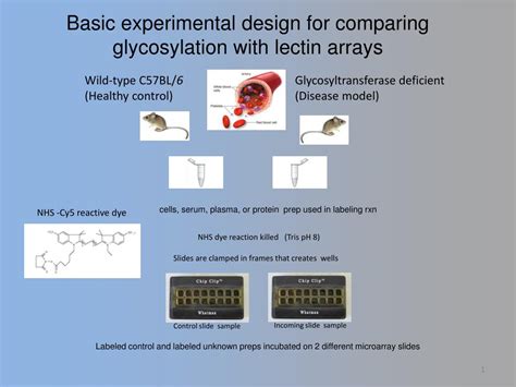 Ppt Basic Experimental Design For Comparing Glycosylation With Lectin Arrays Powerpoint