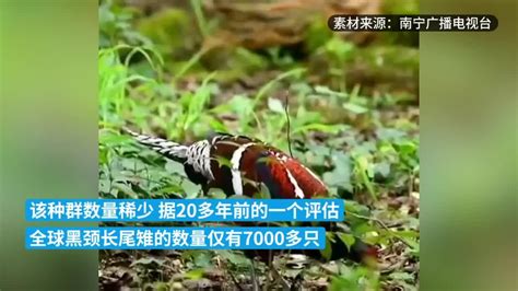 广西天峨县发现国家一级重点保护动物黑颈长尾雉 凤凰网视频 凤凰网