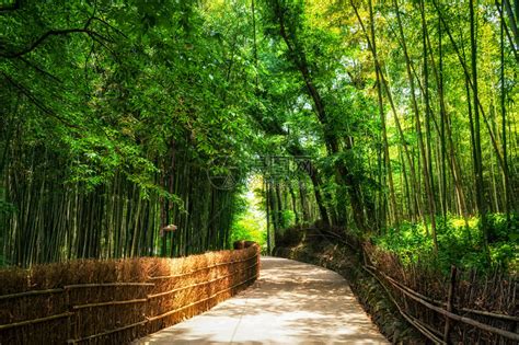 穿过竹林的一条小路在南高清图片下载 正版图片503312858 摄图网