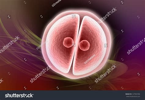 3d Zygote Cell Division Color Background Stock Illustration 127993706