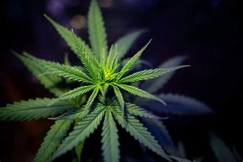 List Of Cannabinoids And Their Effects Cannabinoids List