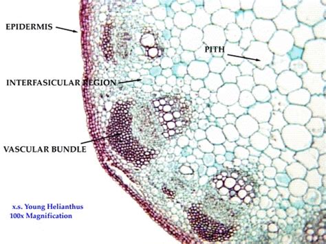 Coleus Stem Tip Diagram