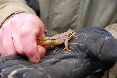 The Traveling Indian Lily