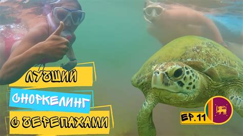 ЧЕРЕПАХИ до 2 метров МАТАРА ПОЛХЕНА БИЧ Гос Заповедник Kirala Kele Часть № 11 Youtube